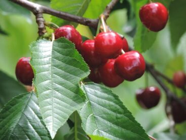 Raccogliere fiori o frutta dagli alberi: un reato?
