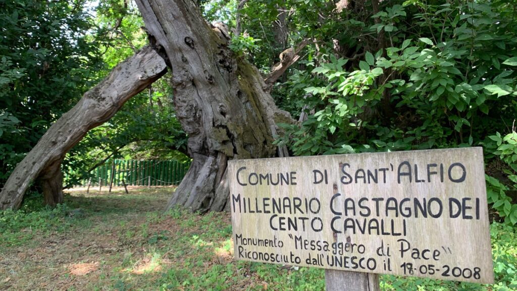 Castagno dei Cento Cavalli